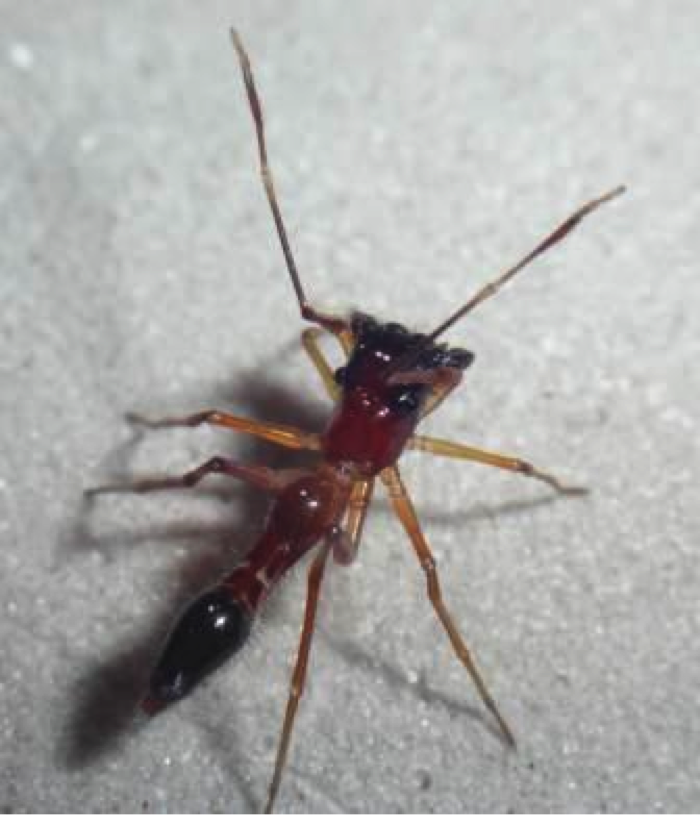 Spiders in Borneo – The Spiders Who Wouldn’t Be | Beaty Biodiversity Museum