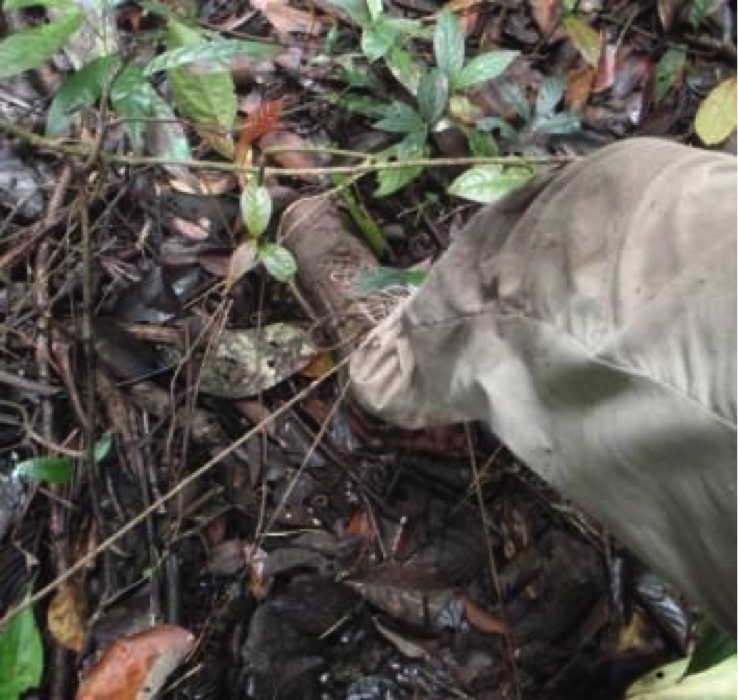Spiders in Borneo – Entangled and Pierced | Beaty Biodiversity Museum