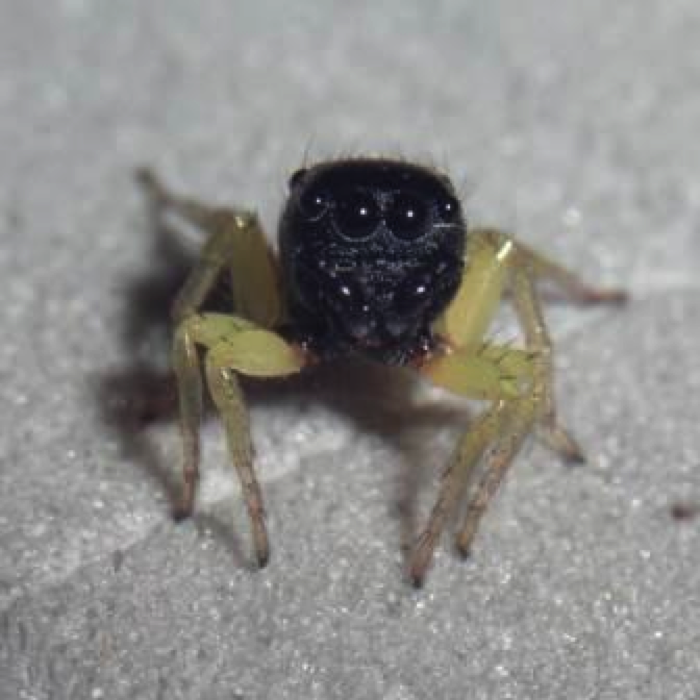 Spiders in Borneo – Thank You Sarawak | Beaty Biodiversity Museum