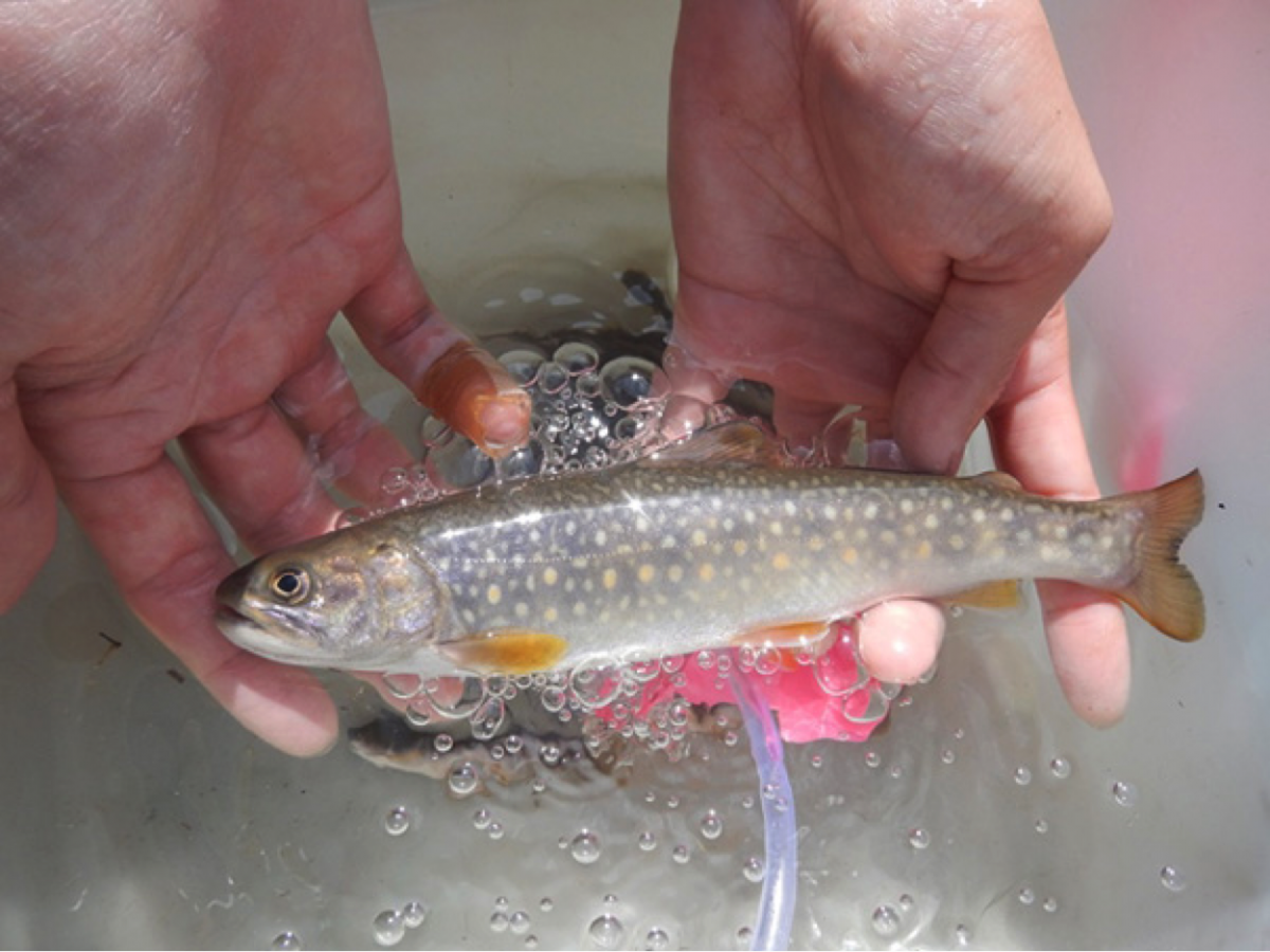 Field Notes from Alaska and Japan | Beaty Biodiversity Museum