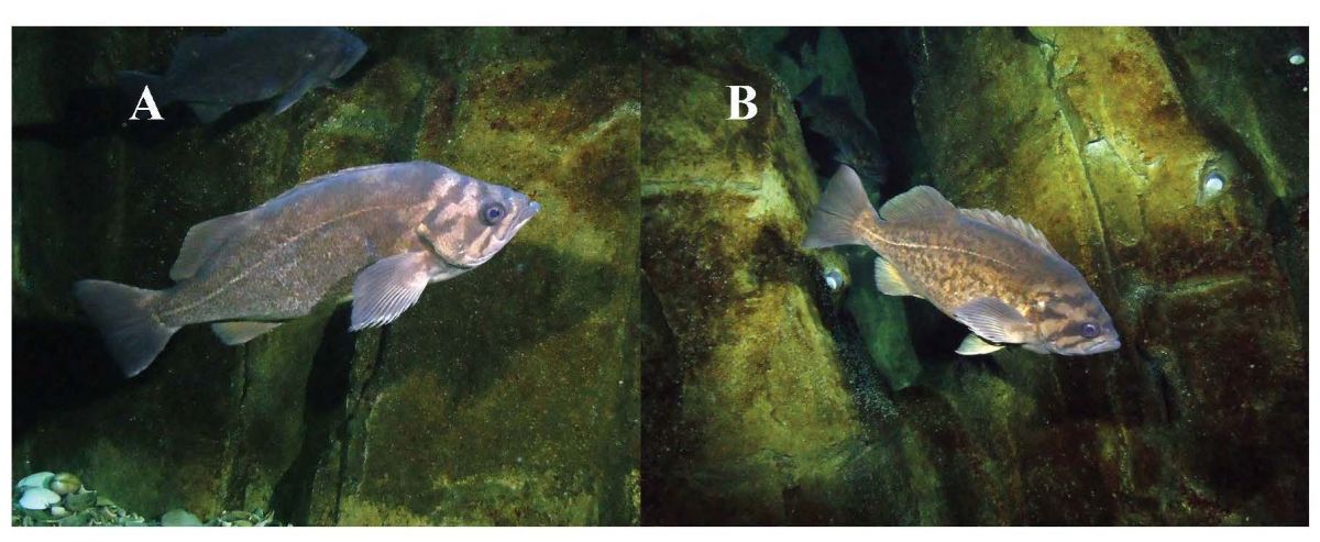 A new species of rockfish joins the “flock” | Beaty Biodiversity Museum