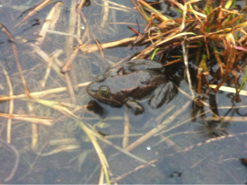 Oregon Spotted Frog | Beaty Biodiversity Museum
