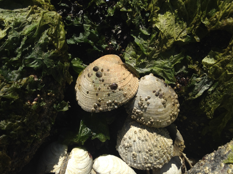 ‘ONLINE’ Beaty@Home Live: British Columbia Shellfish | Beaty ...