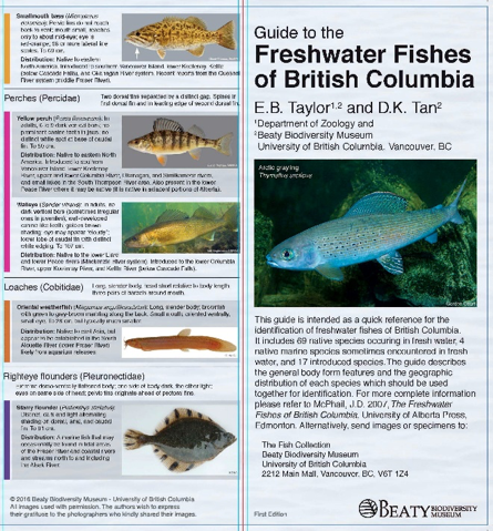 Fish Identification Guides | Beaty Biodiversity Museum