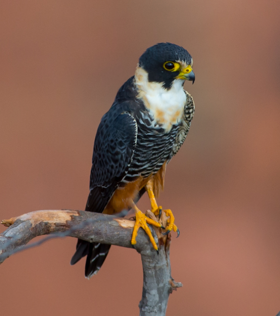 Falcons in Waist Coats | Beaty Biodiversity Museum