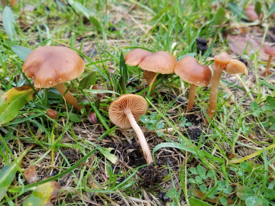 Scurfy Twiglet “Tubaria furfuracea” | Beaty Biodiversity Museum