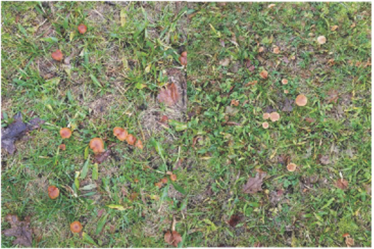 Scurfy Twiglet “Tubaria furfuracea” | Beaty Biodiversity Museum