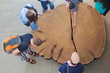 Herbarium: Plants & Algae | Spring Break 2024 | Beaty Biodiversity Museum