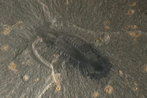 Fossils | Spring Break 2024 | Beaty Biodiversity Museum